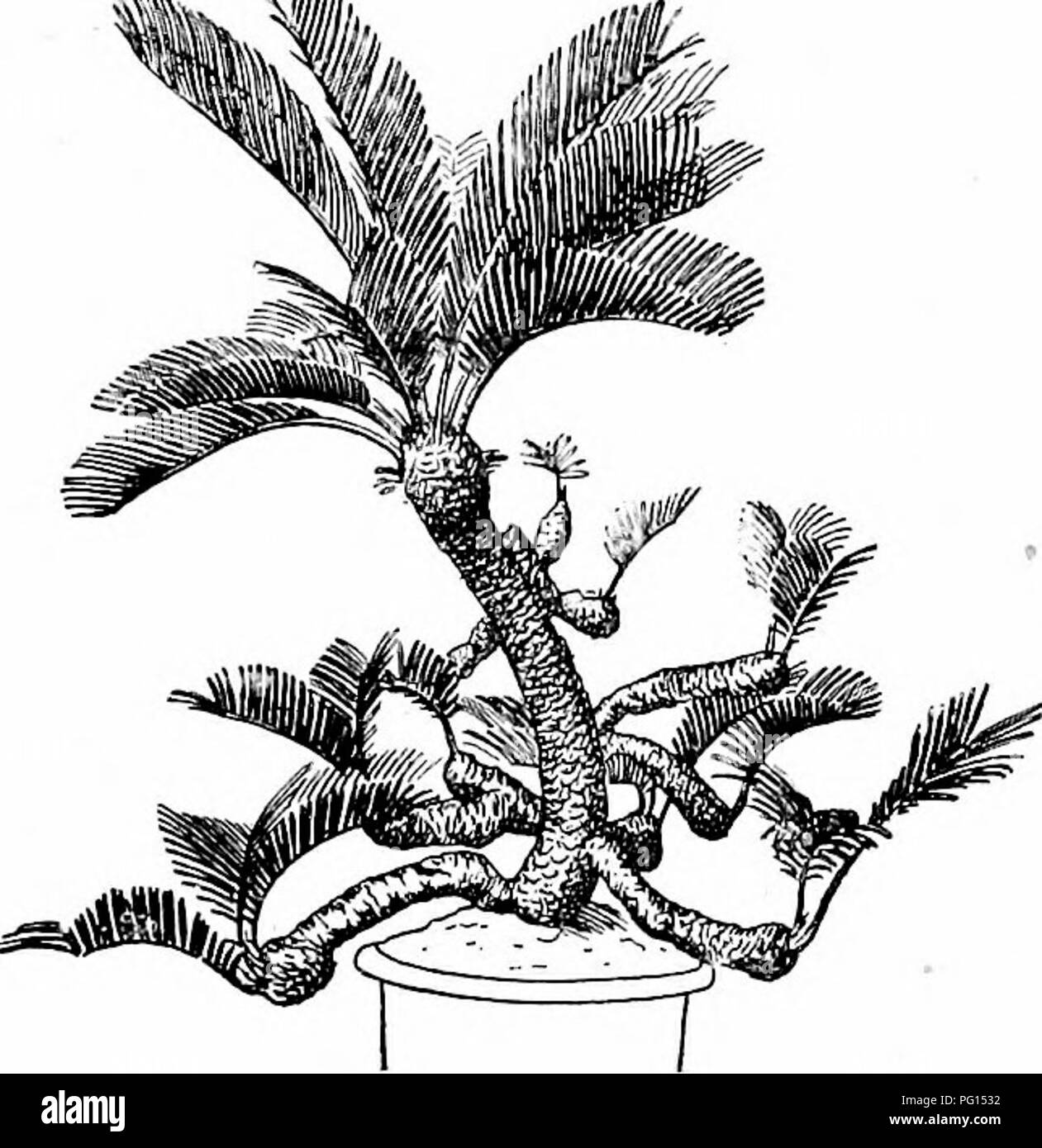This textbook on paleobotany provides detailed information on ...