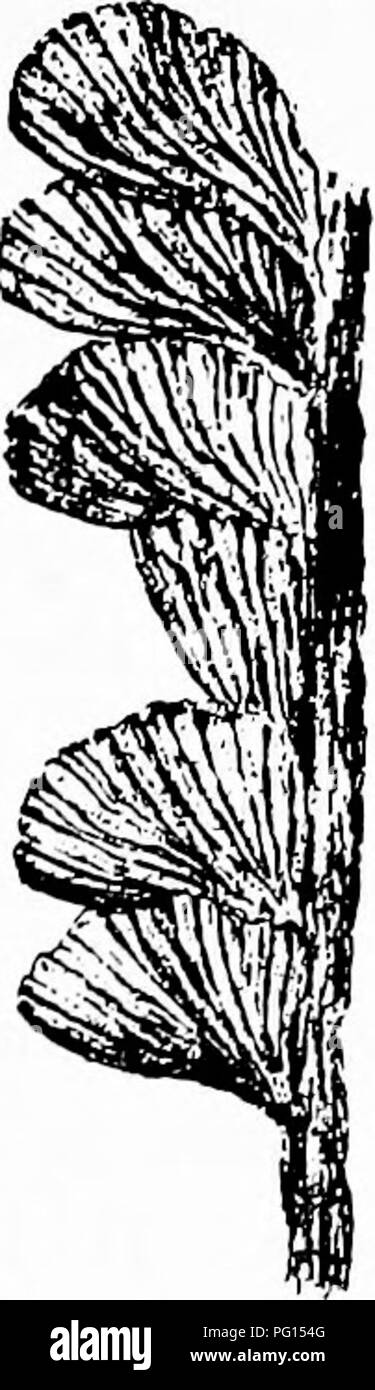 Rhacopteris hi-res stock photography and images - Alamy