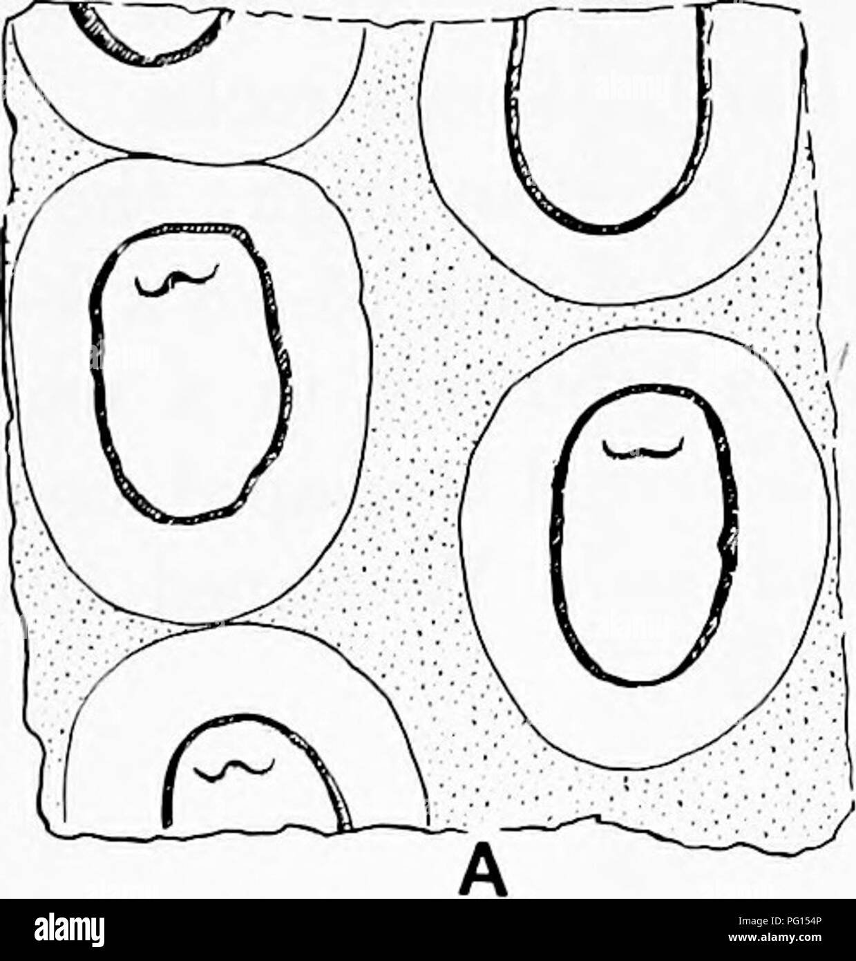 This resource provides an in-depth look at the fossilized remains of ...