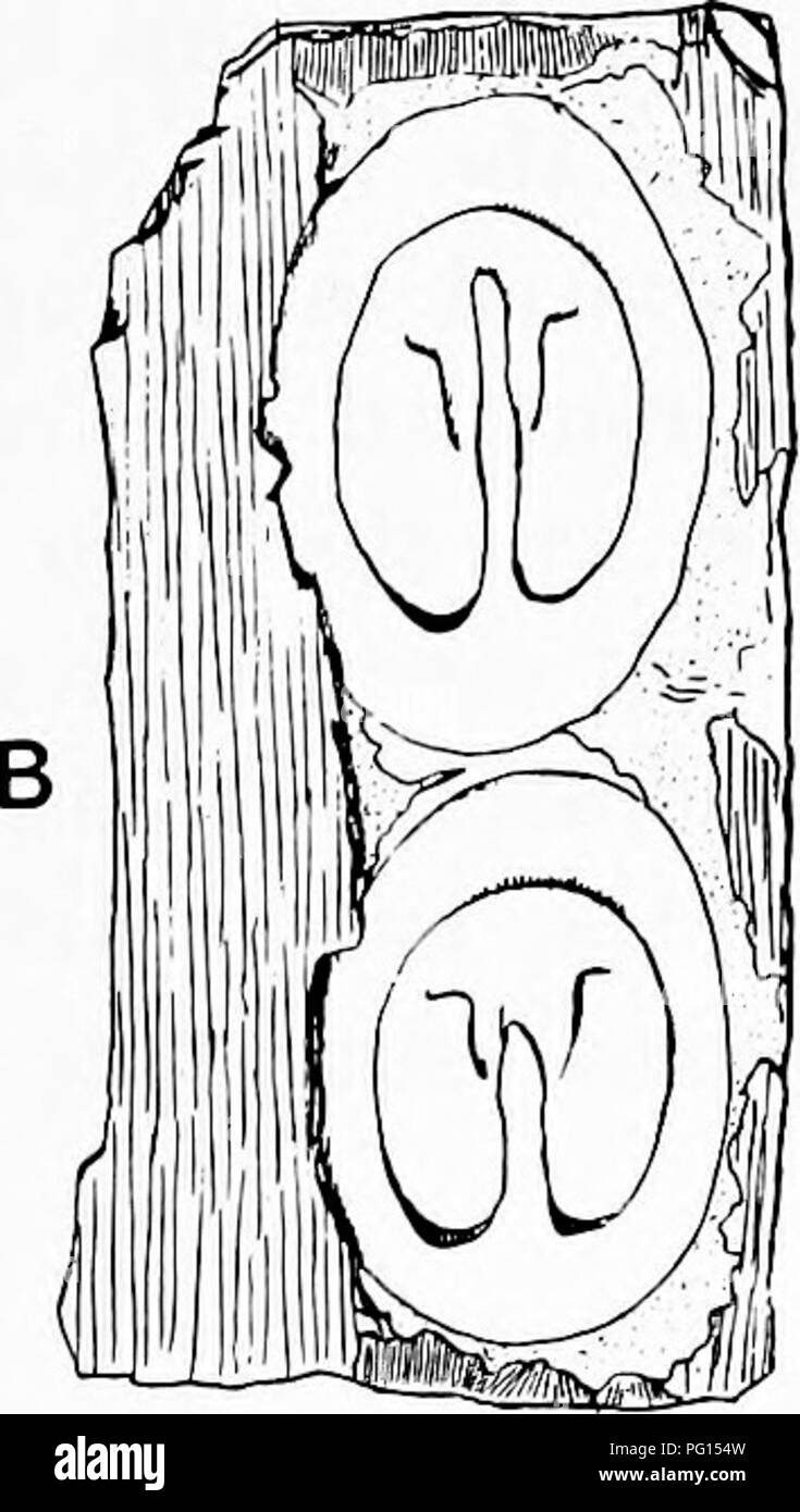 Inverted leaf Black and White Stock Photos & Images - Alamy