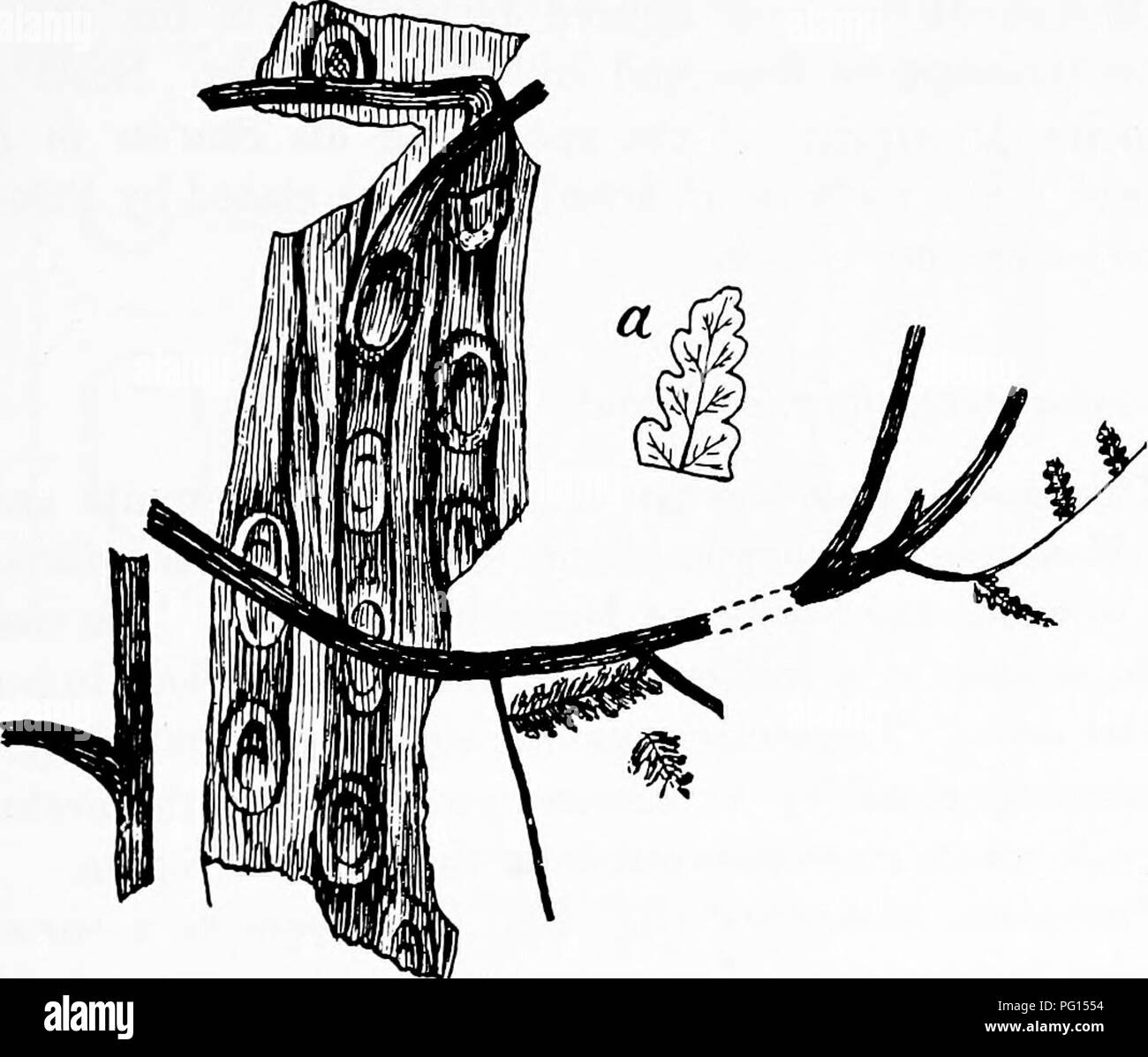 This study focuses on the fossilized remains of plants, specifically ...