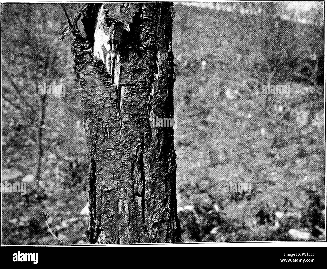 Illustrations depicting the progression of chestnut blight, showing how ...