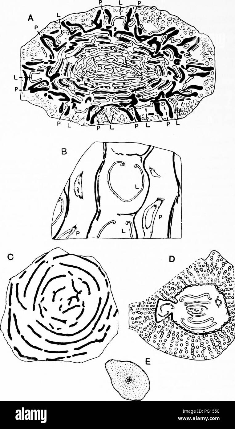 This study of fossil plants provides detailed illustrations and ...
