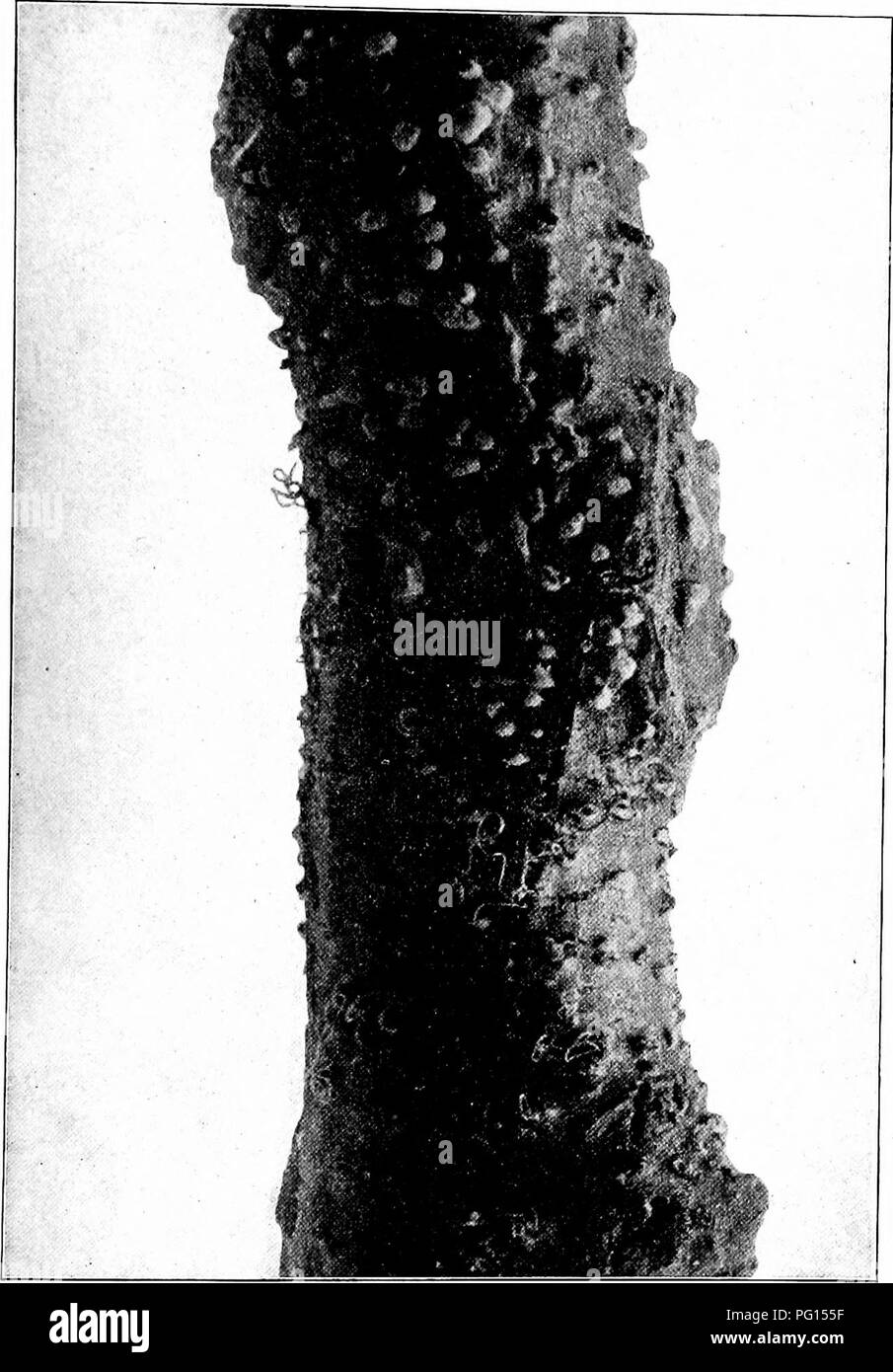 This image details chestnut bark disease, caused by a fungus, showing ...