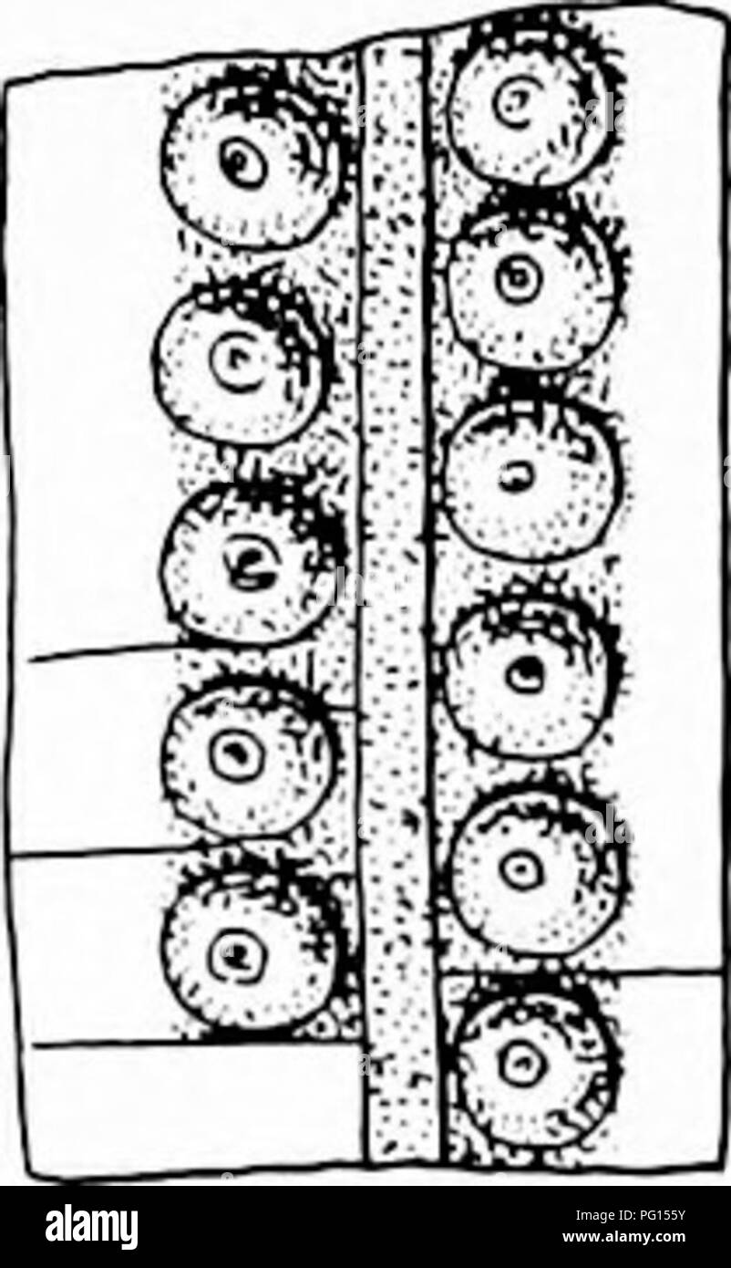 . Fossil plants : for students of botany and geology . Paleobotany. 410 ...
