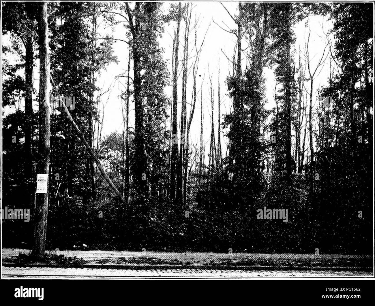 The chestnut blight, a devastating fungal disease, has significantly ...