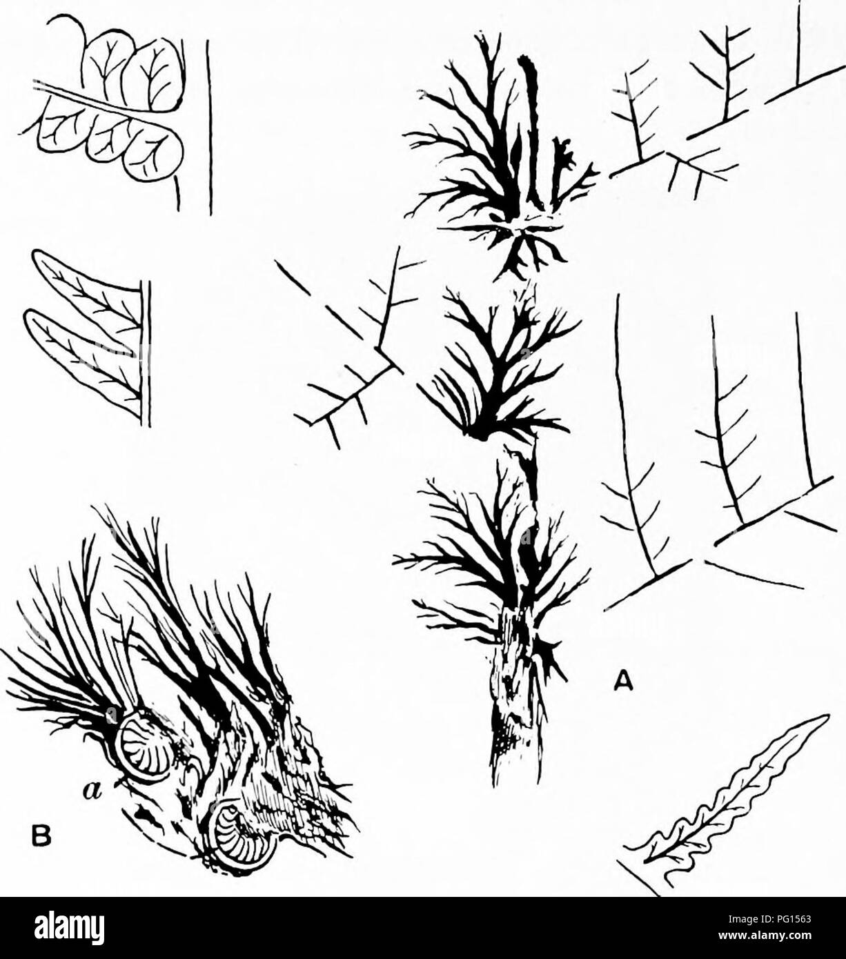 This book provides an in-depth look at fossil plants, with a focus on ...