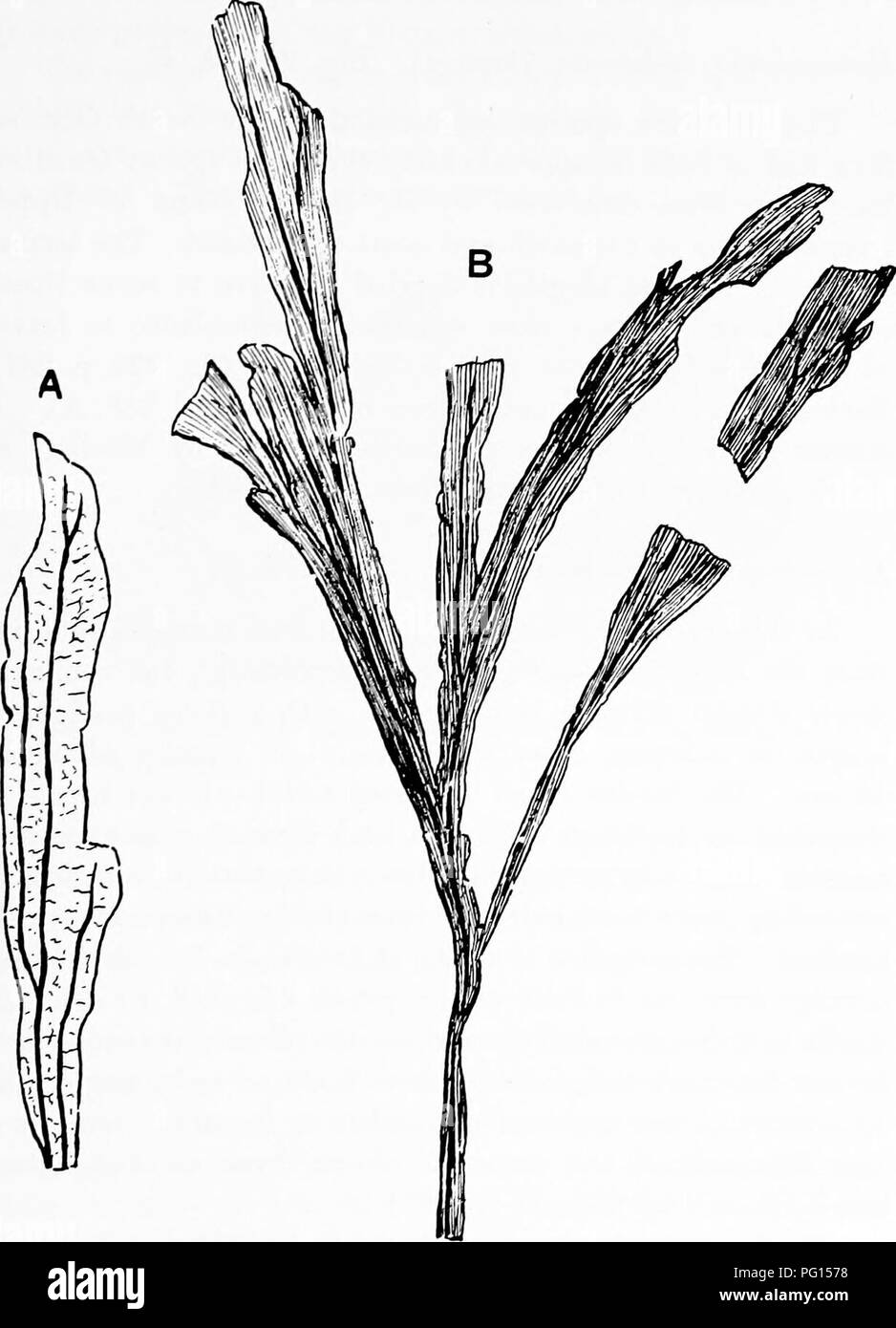 Jurassic plants Black and White Stock Photos & Images - Alamy