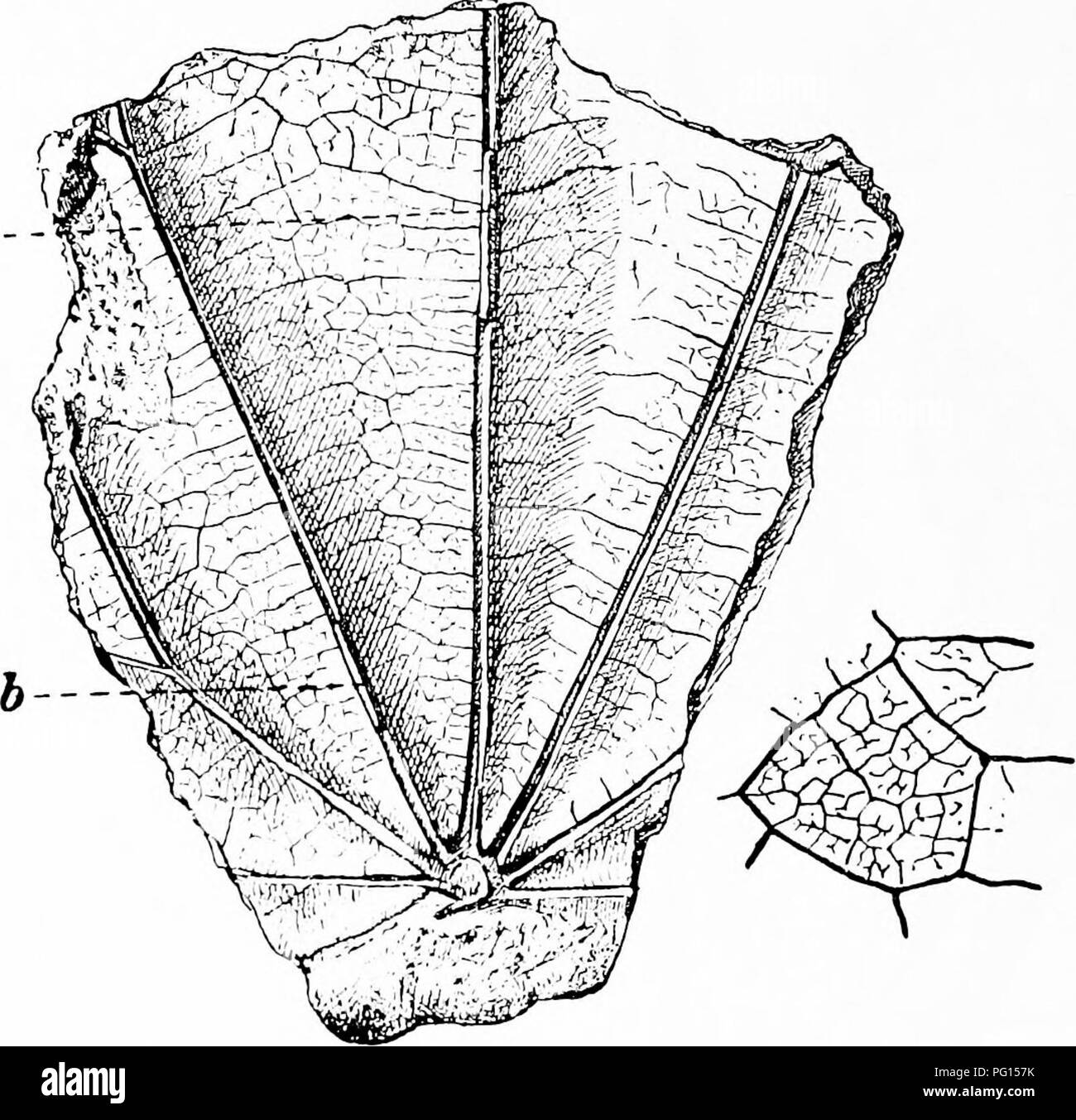 A guide to the study of fossil plants, focusing on the anatomical ...