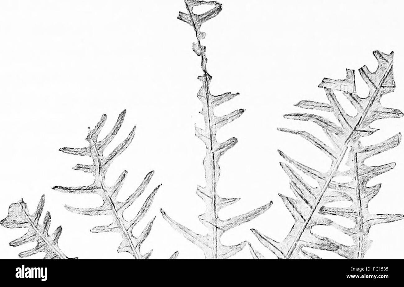 Clathropteris hi-res stock photography and images - Alamy