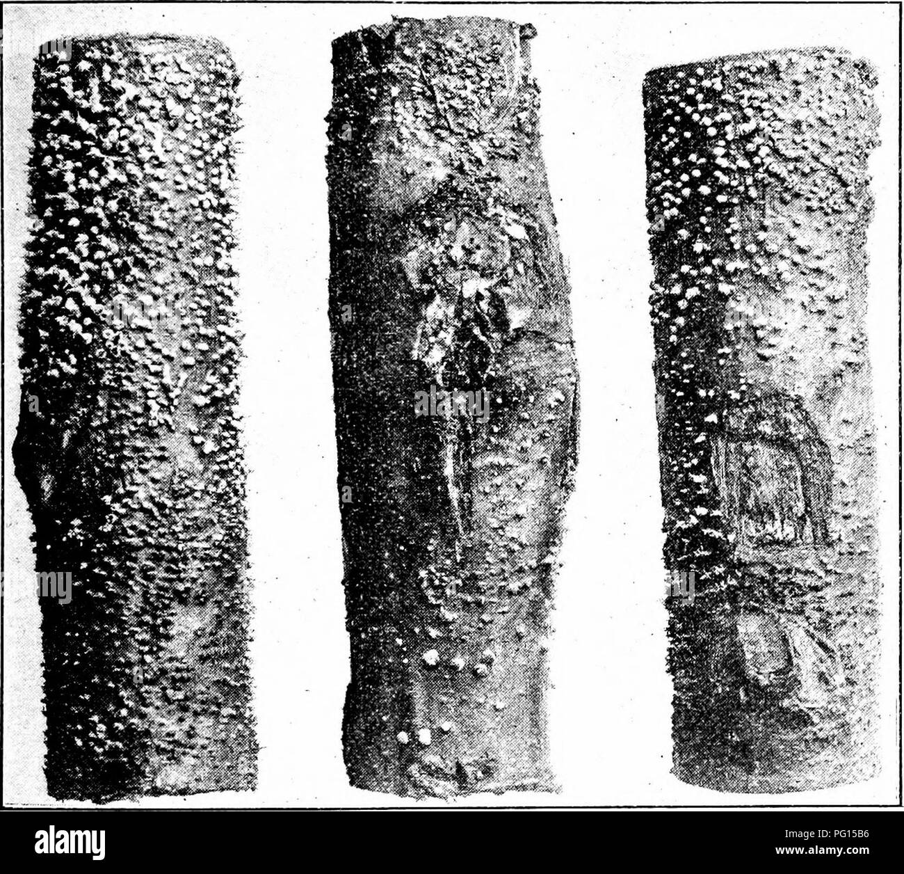 Chestnut blight refers to the fungal infection caused by ...