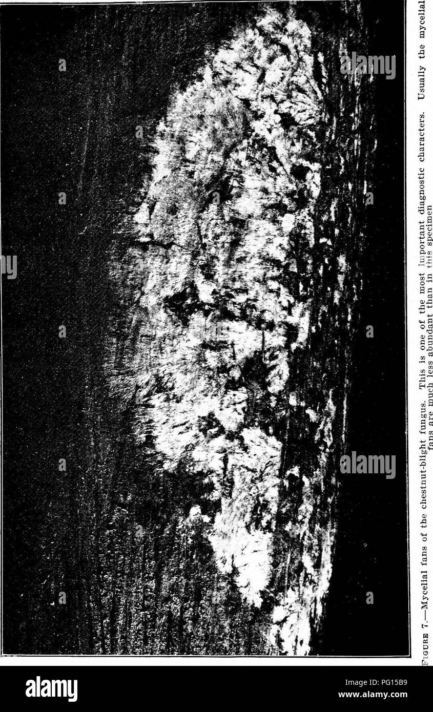 This bulletin discusses chestnut blight, a fungal disease affecting ...