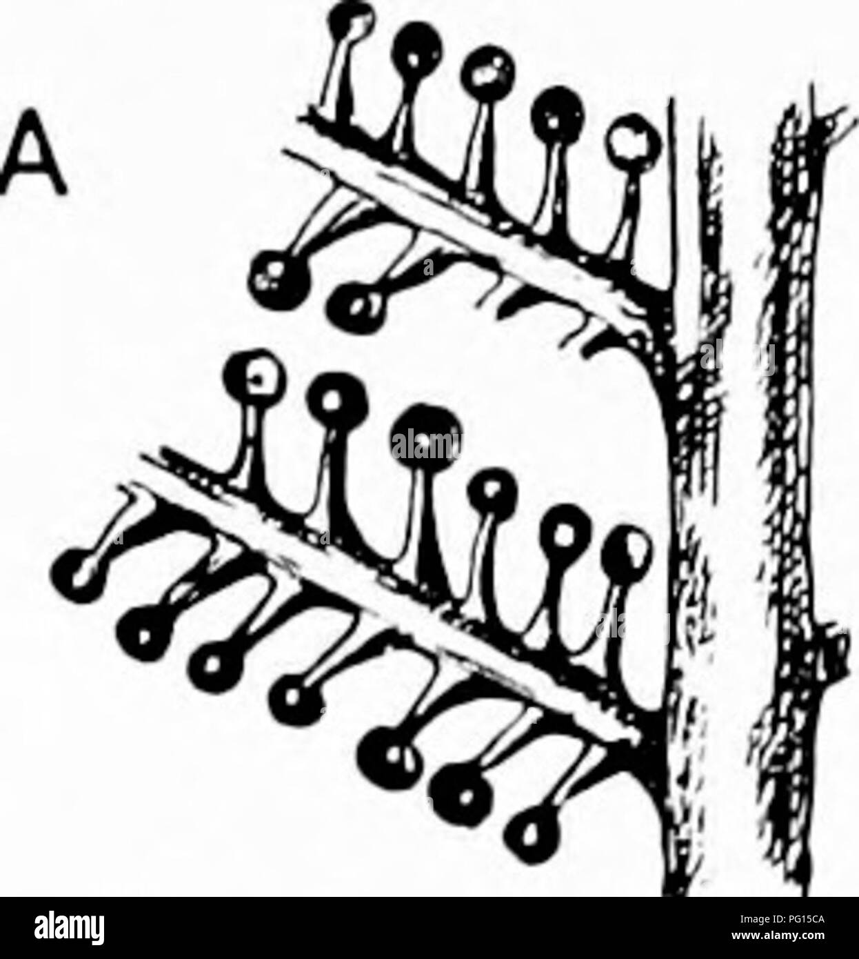 This botanical text focuses on fossil fern-stems, comparing them to ...
