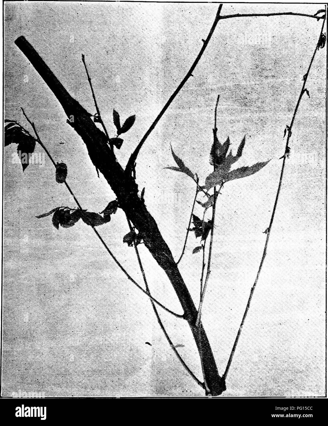 Chestnut blight is a fungal disease affecting chestnut trees, causing ...