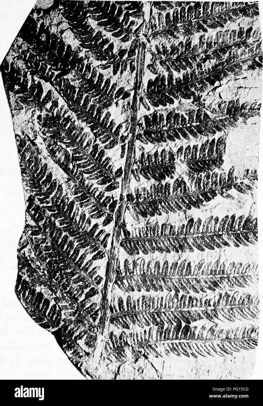 Botany cyatheaceae hi-res stock photography and images - Alamy