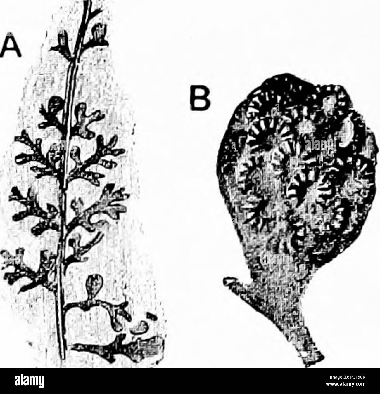 Fossil plant cretaceous period Black and White Stock Photos & Images ...