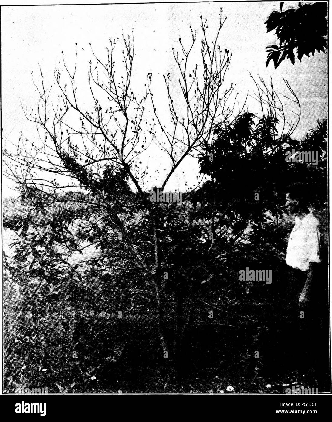 This report on chestnut blight describes the symptoms and ...