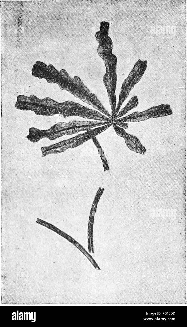 . Fossil plants : for students of botany and geology . Paleobotany. 360 ...