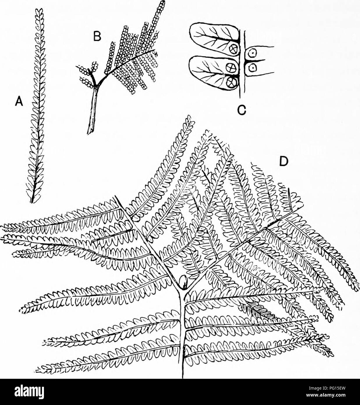 Gleichenia High Resolution Stock Photography and Images - Alamy