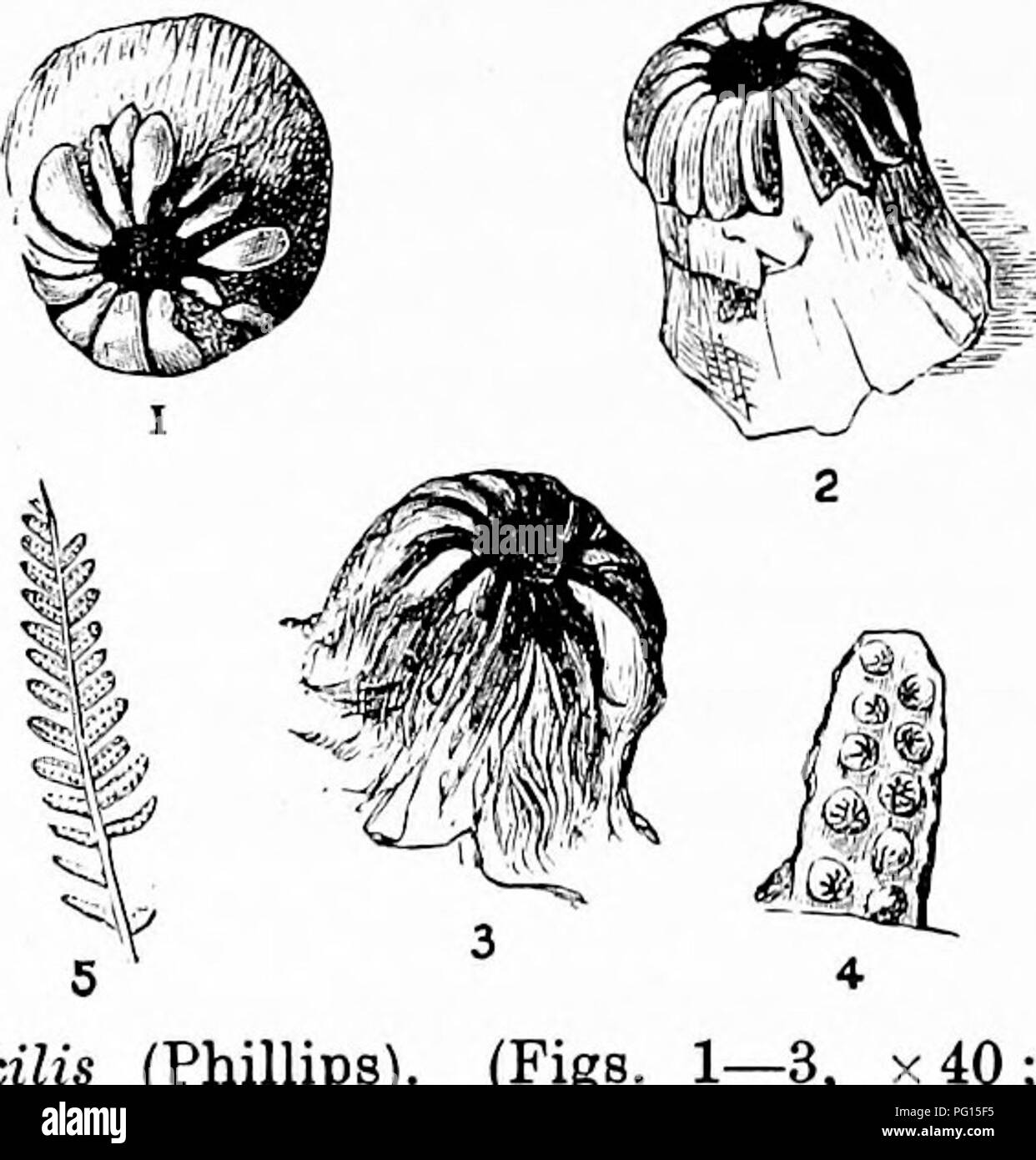 . Fossil plants : for students of botany and geology . Paleobotany. 348 ...