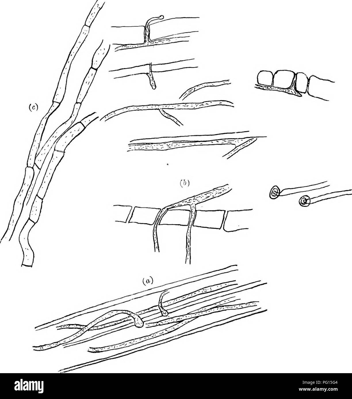 This study focuses on the heart rot disease in *Ptaeroxylon utile ...