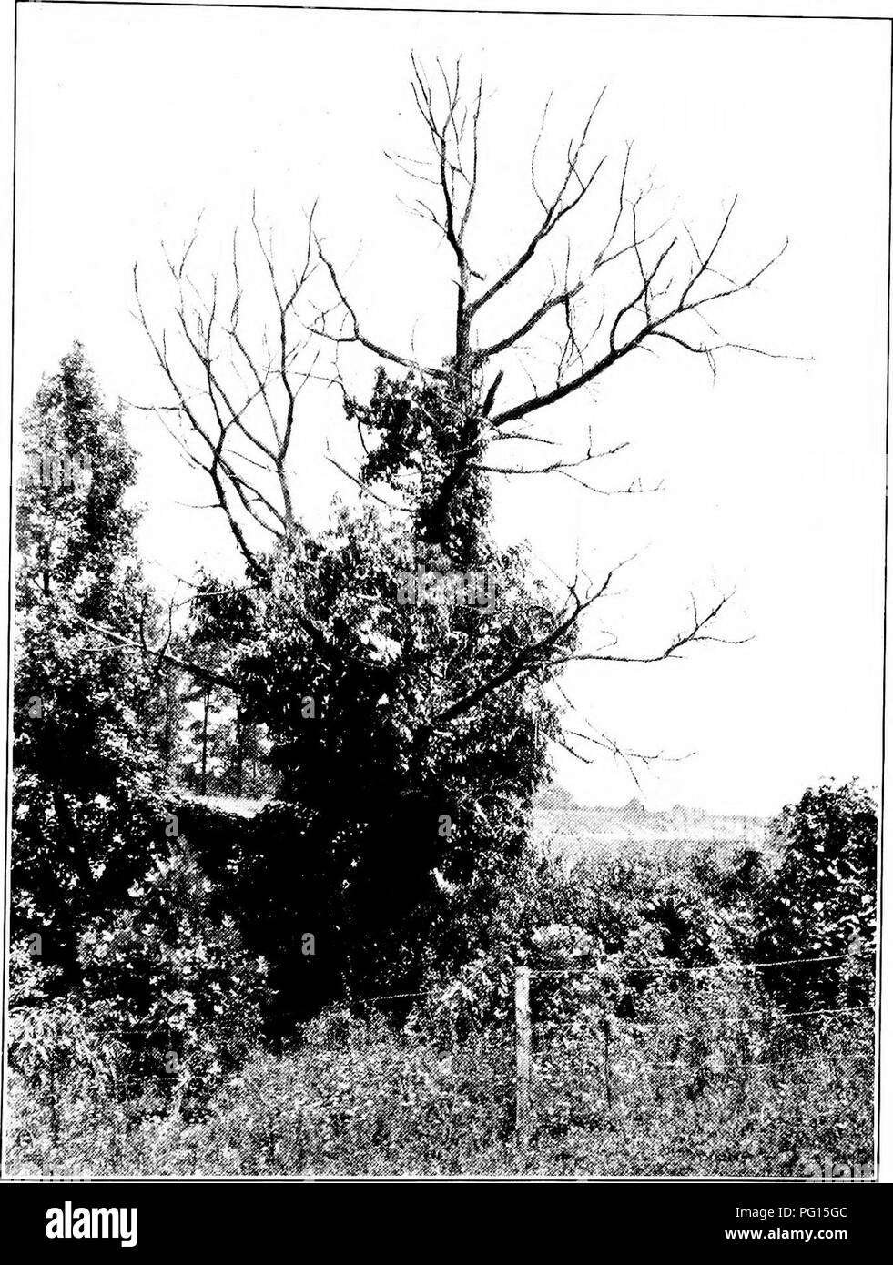 This U.S. Department of Agriculture document discusses the devastating ...