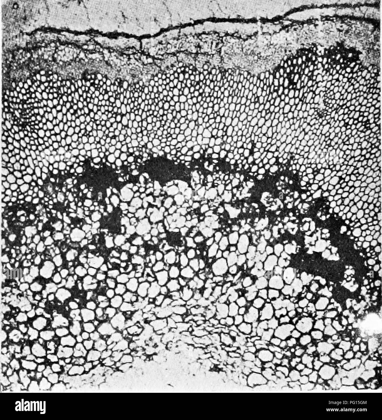 This image from the Paleobotany collection depicts the fossilized ...