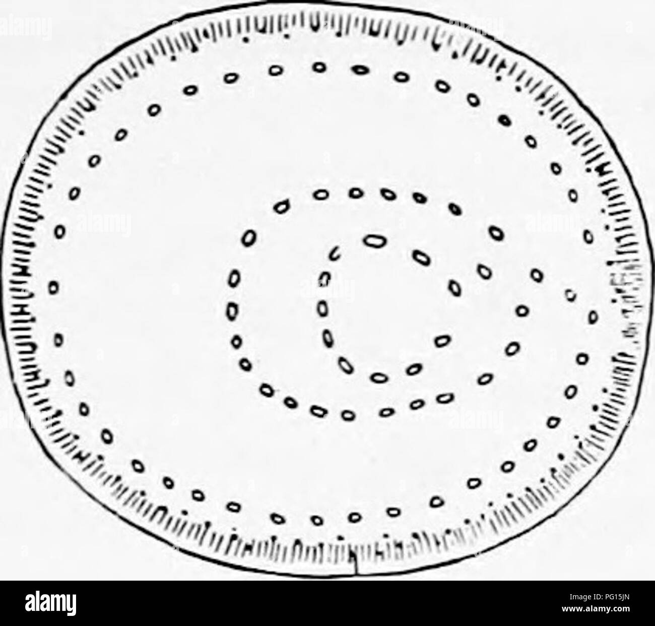 Sieve tubes Black and White Stock Photos & Images - Alamy