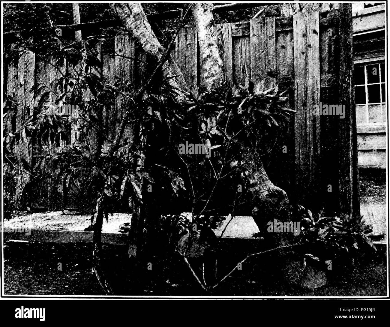 . Chestnut blight. Chestnut blight; Chestnut. FiQ. 1.—Japanese Chestnut ...