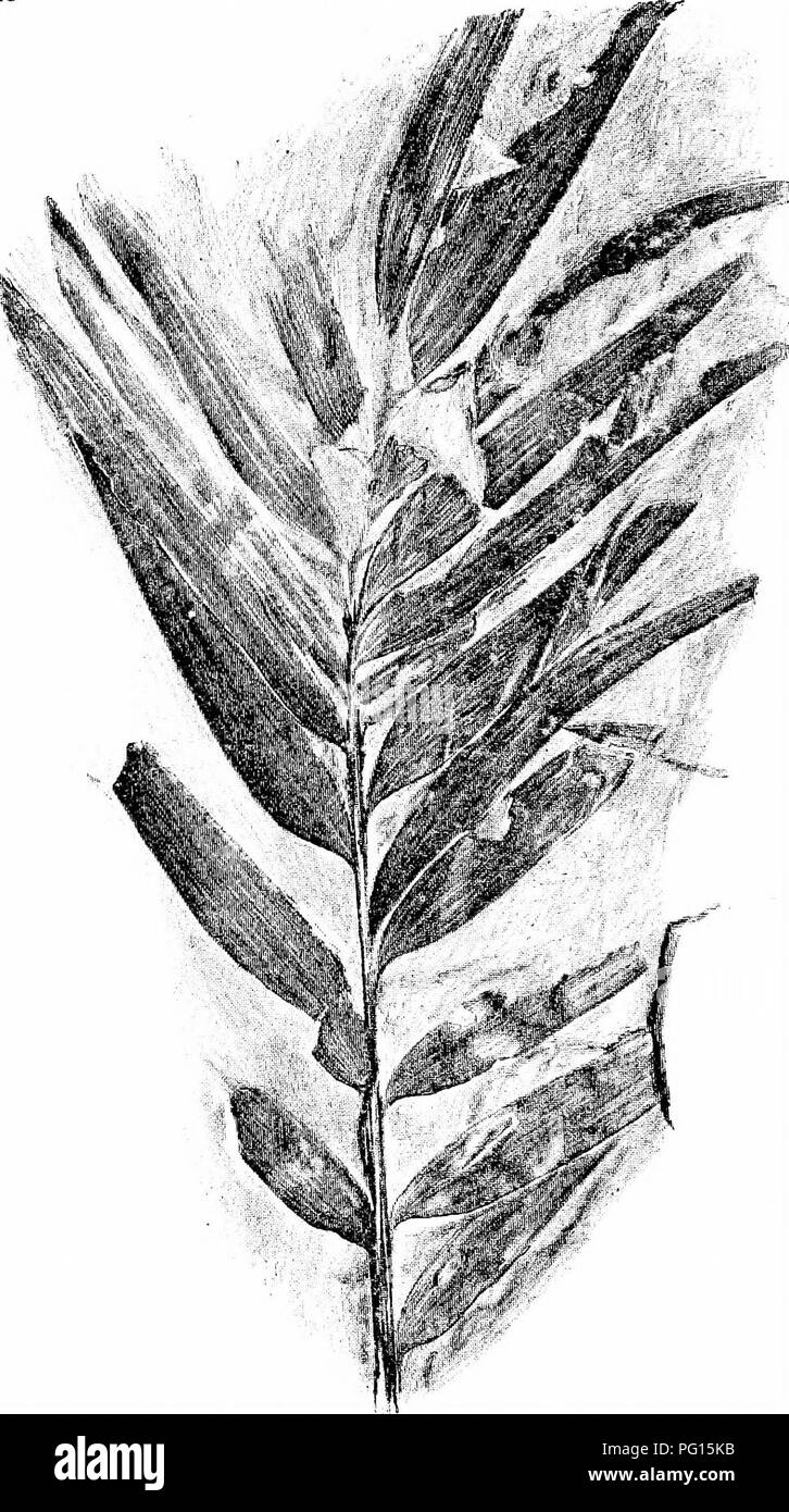 This textbook offers a detailed overview of fossil plants, focusing on ...