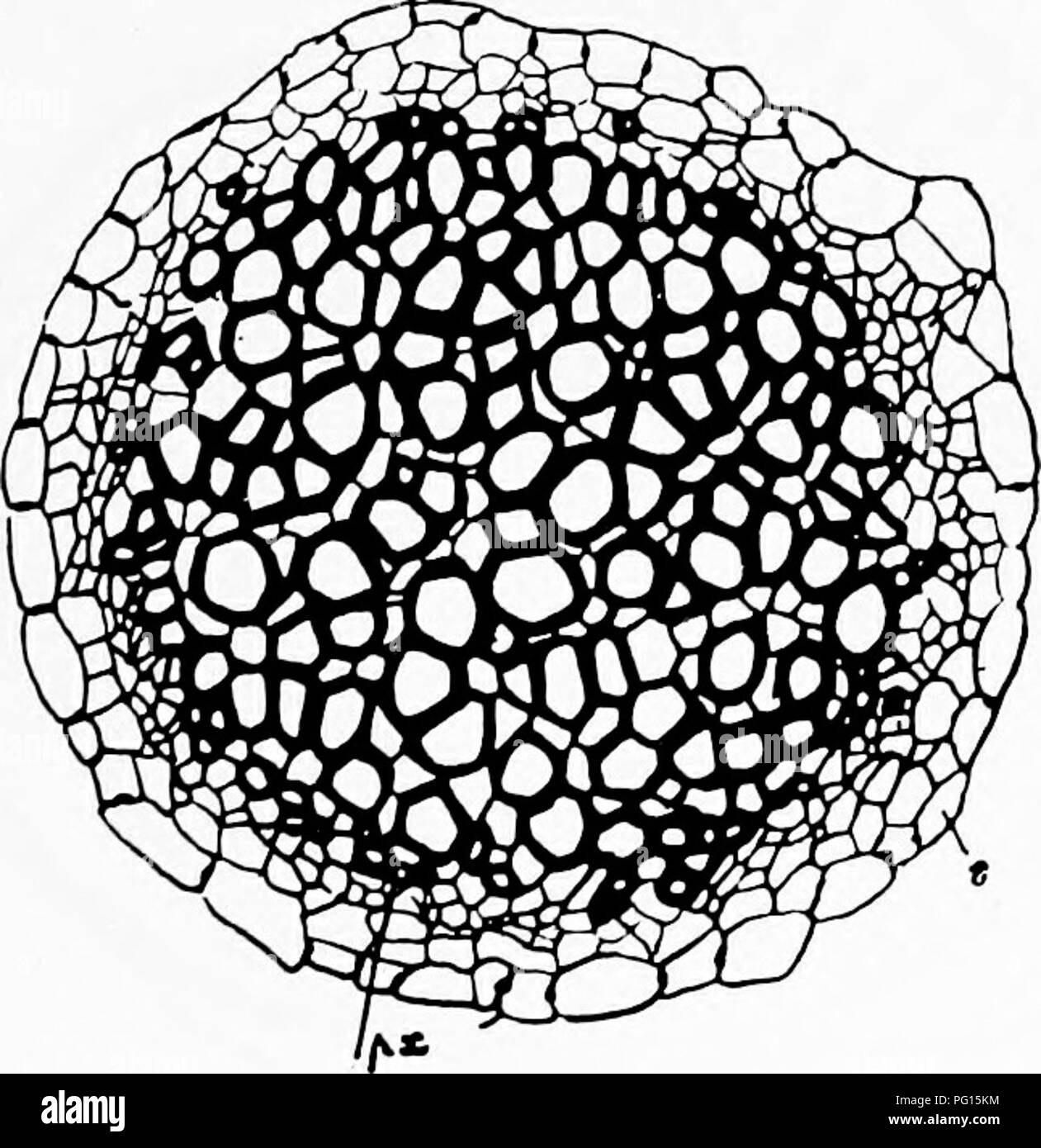 This text examines the vascular systems of ferns, including examples ...
