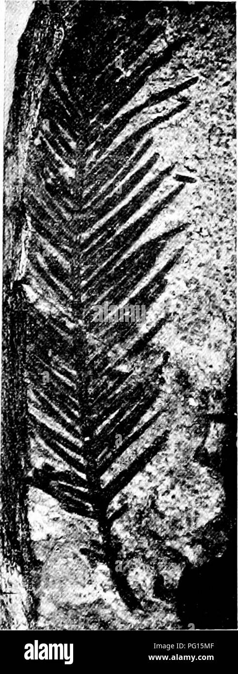 . Fossil plants : for students of botany and geology . Paleobotany. tA ...