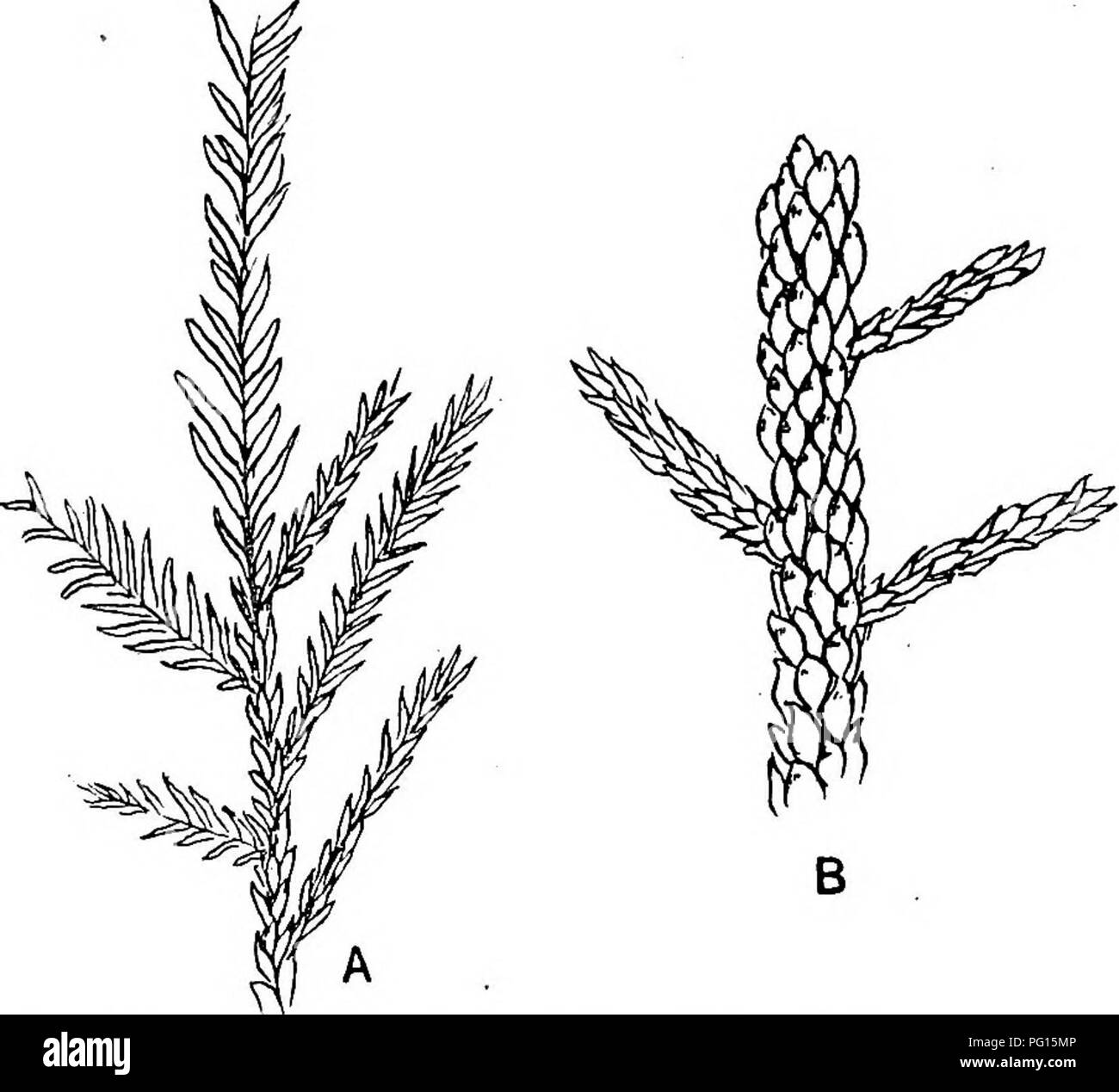 Jurassic period conifers hi-res stock photography and images - Alamy