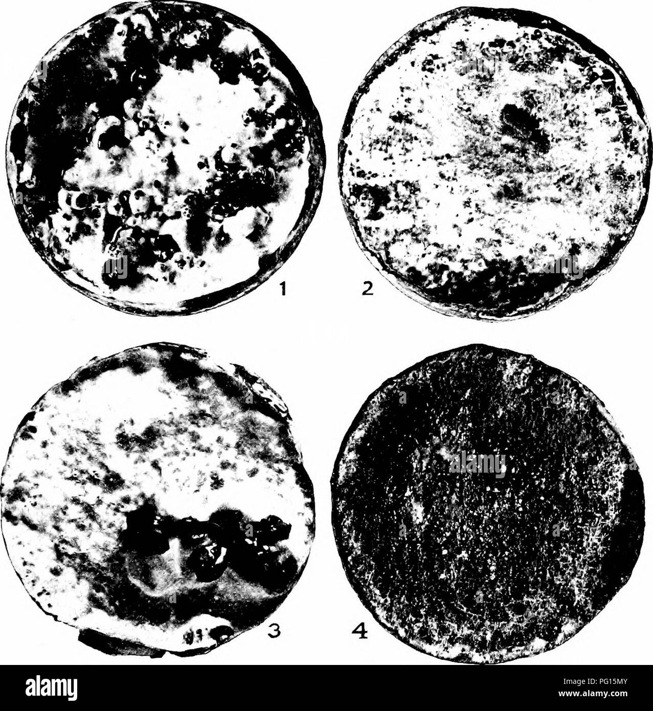 Chestnut blight, caused by the Endothia species, severely impacted ...
