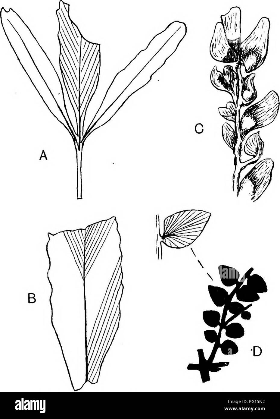 Phylloclade Black and White Stock Photos & Images - Alamy