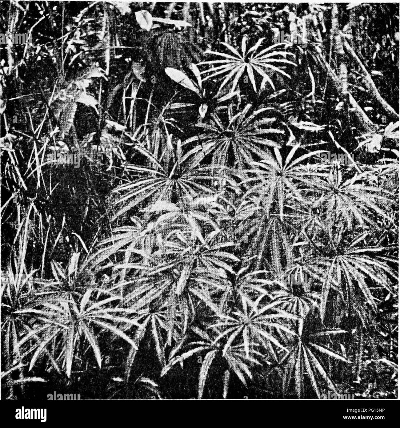 Matonia pectinata hi-res stock photography and images - Alamy