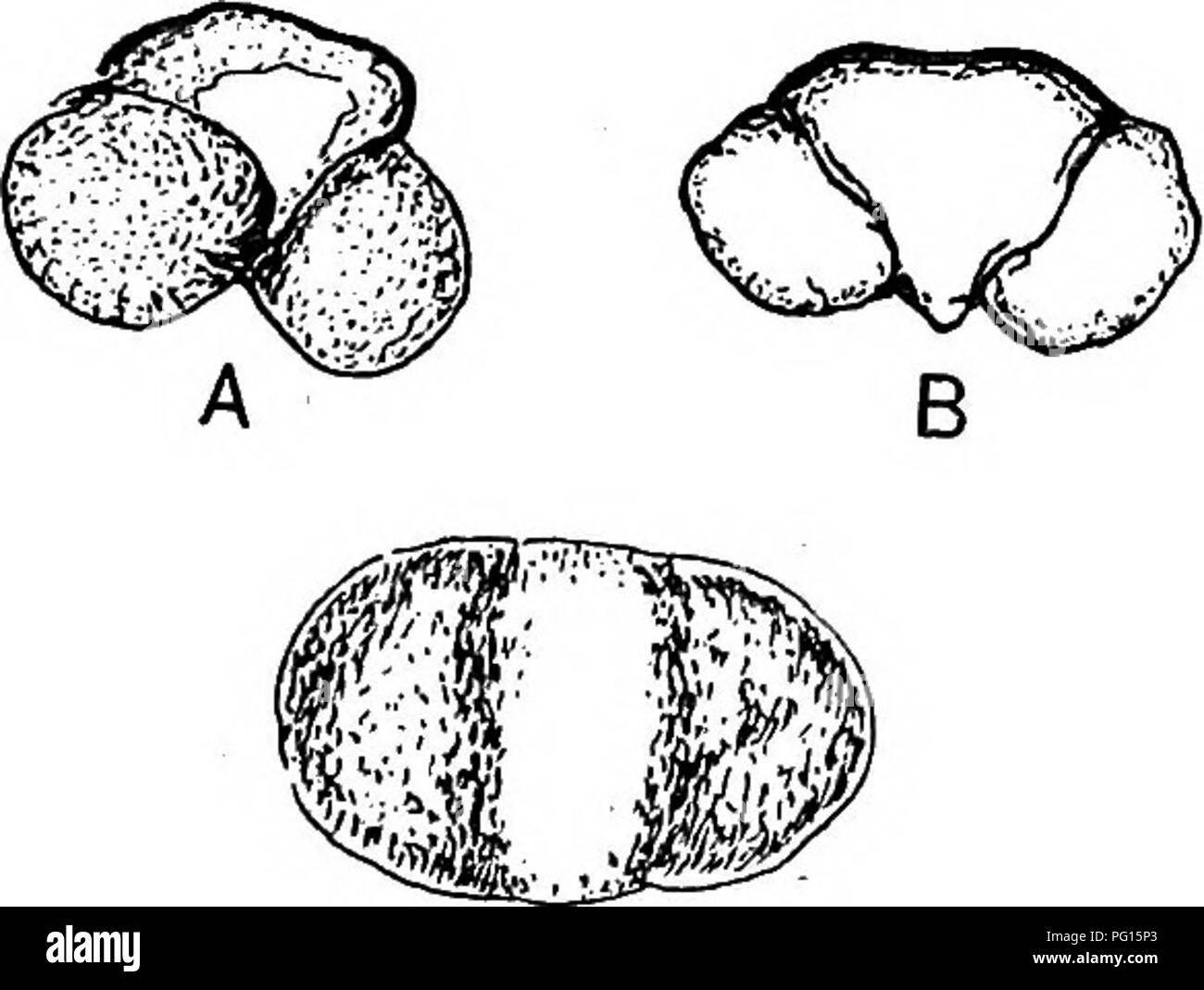 Picea sp hi-res stock photography and images - Alamy