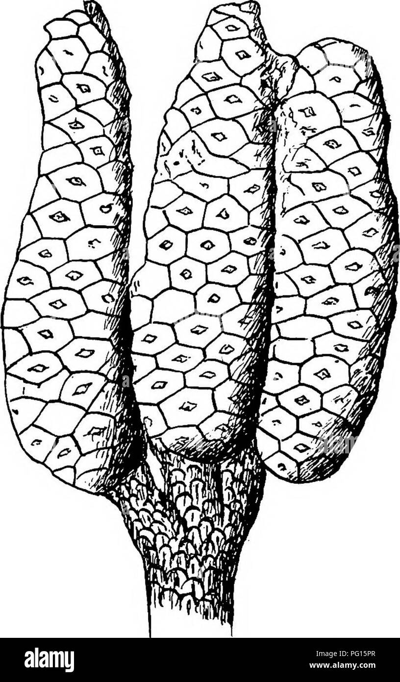 This work on fossil plants details the Pityostrobus species from the ...