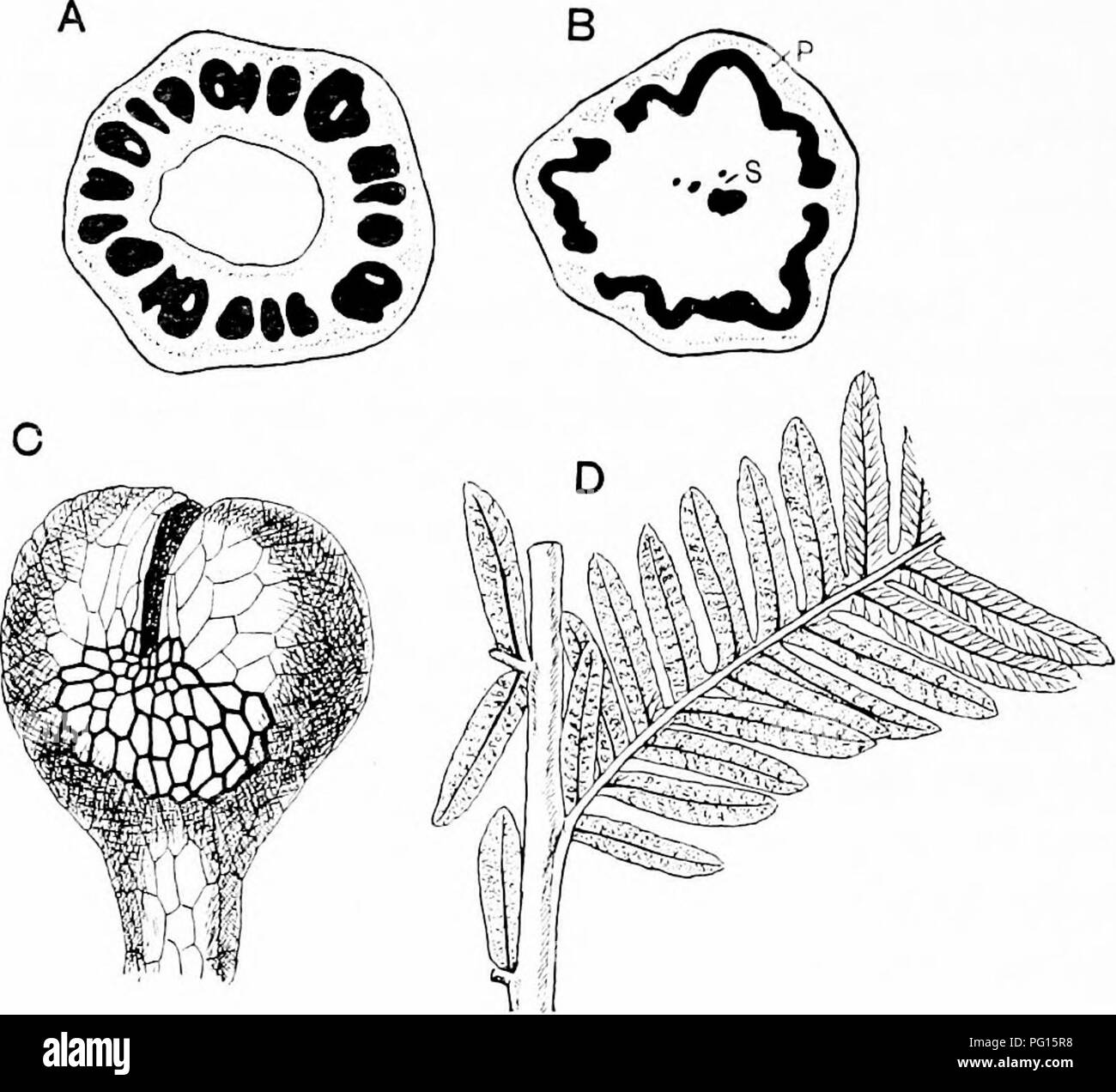 Fossil leaf scars hi-res stock photography and images - Alamy