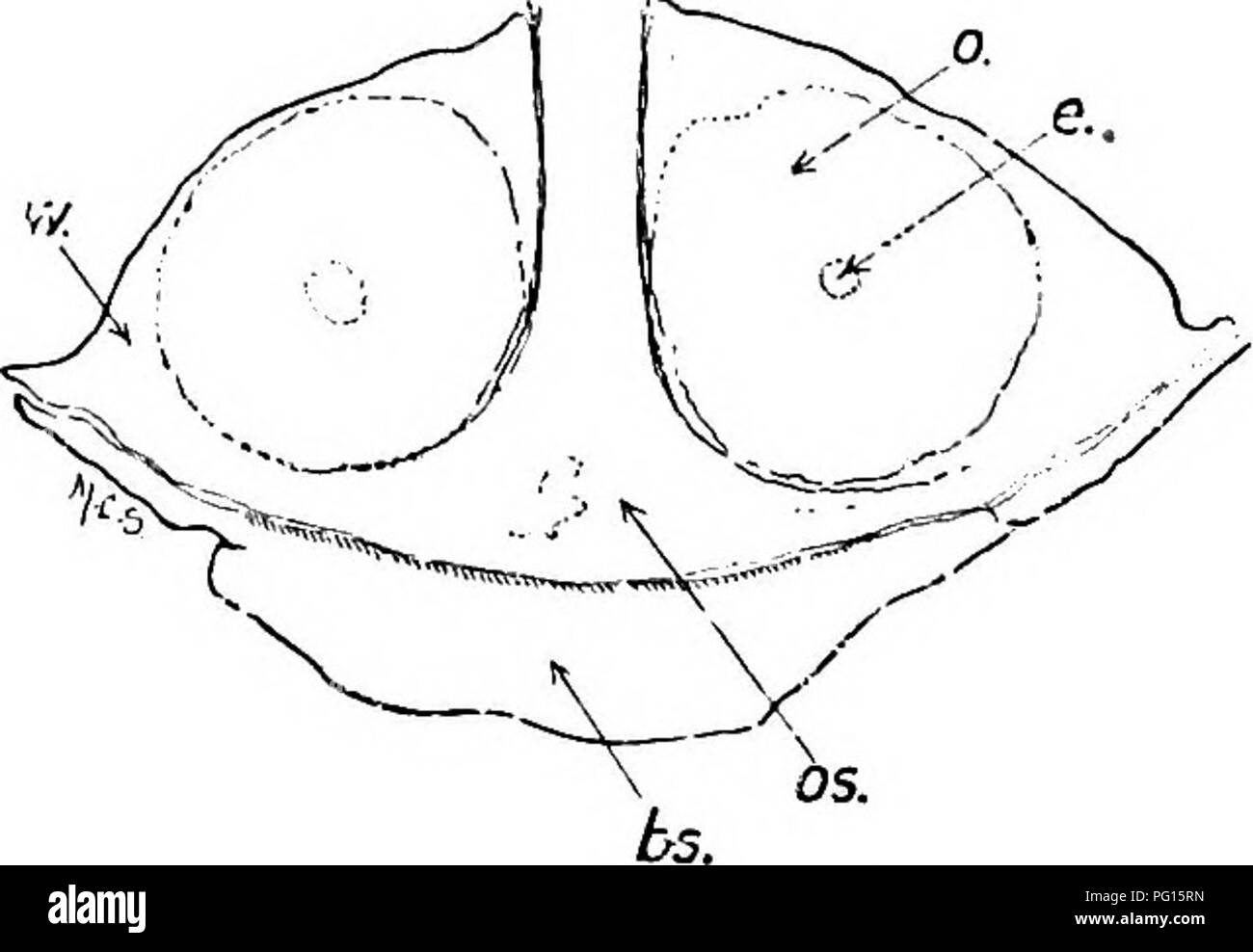 This illustration from *Fossil Plants* shows the comparison of ...