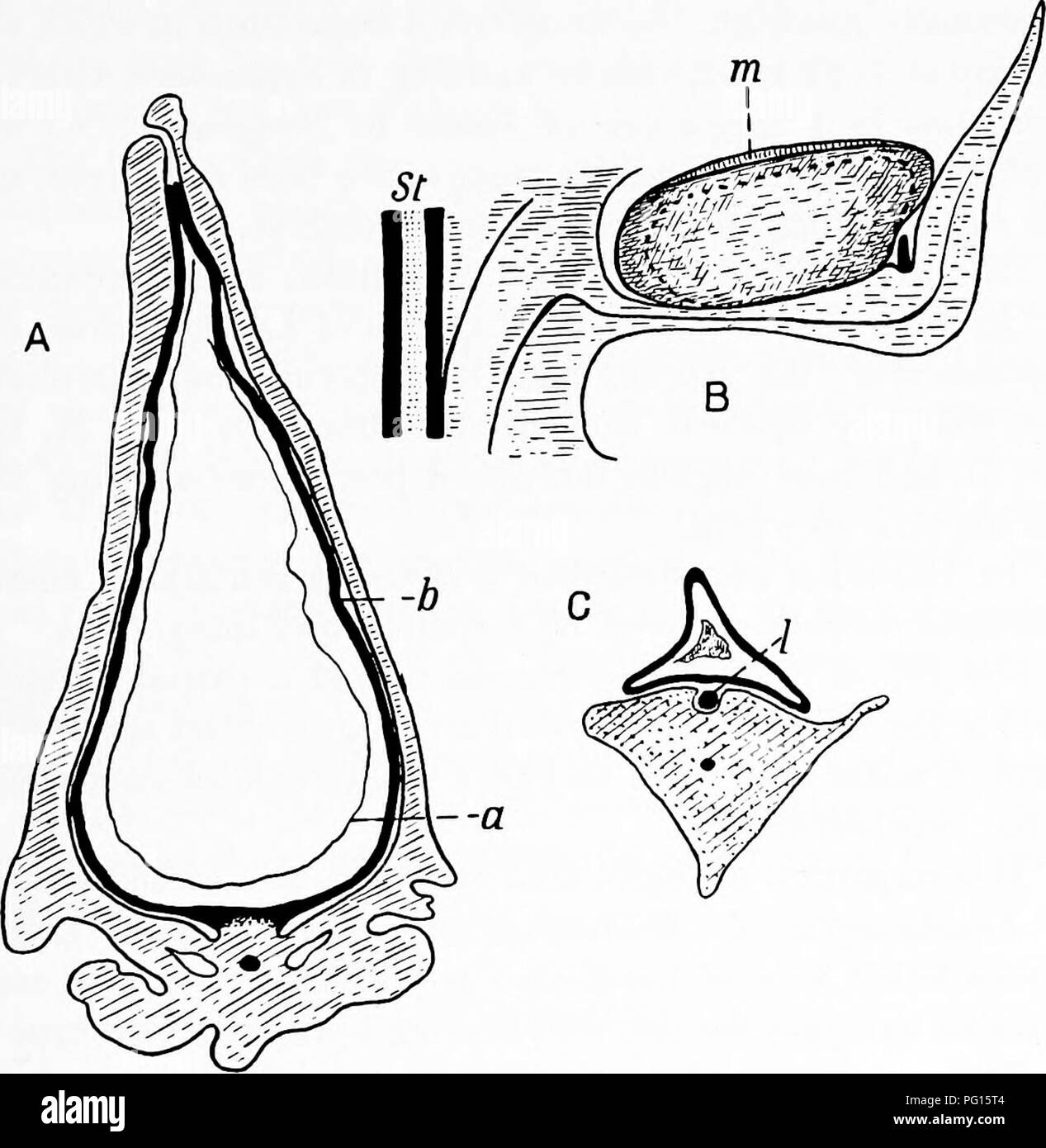 A comprehensive study on fossil plants, aimed at students of botany and ...