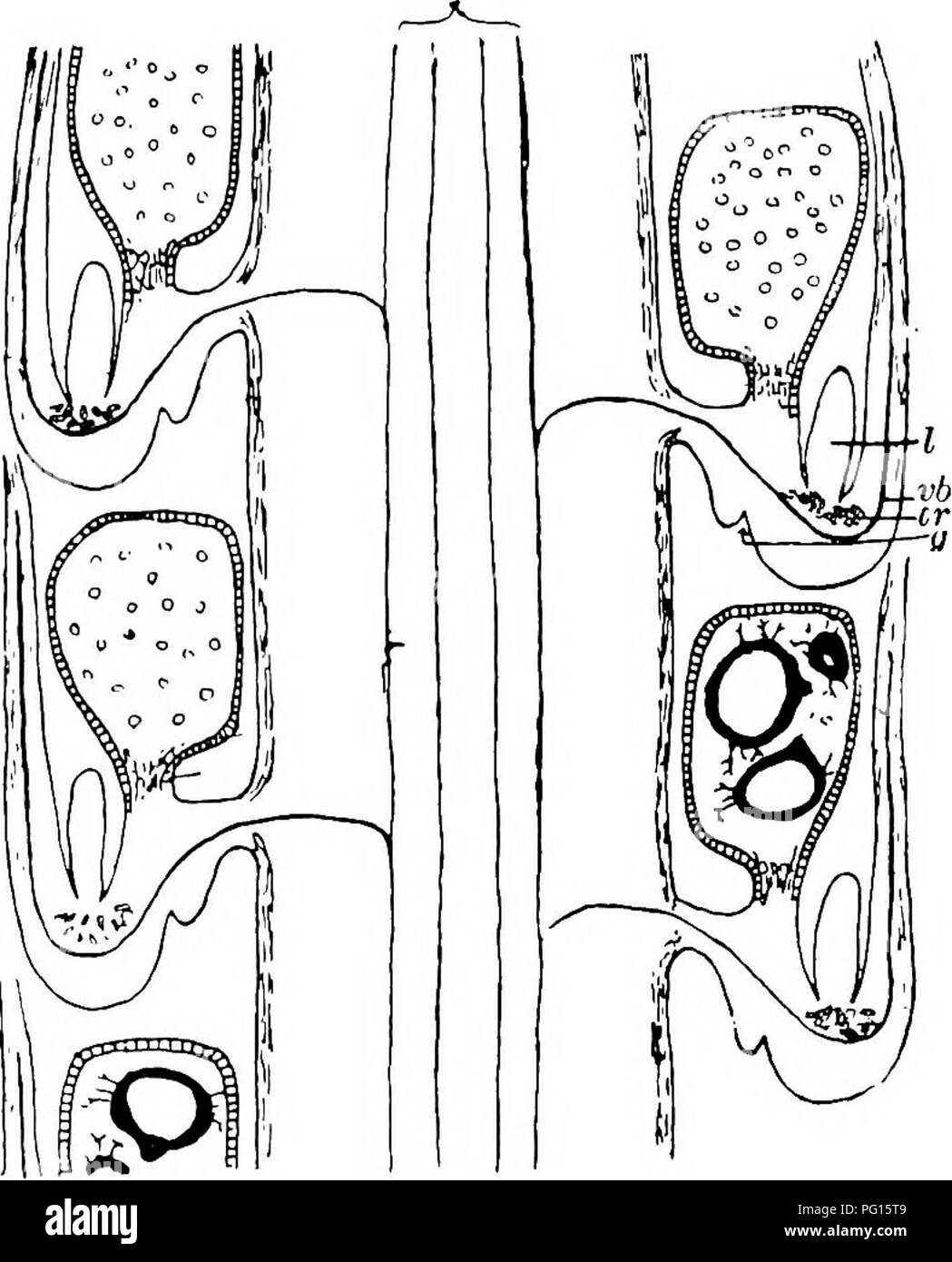 Stigmaria hi-res stock photography and images - Alamy