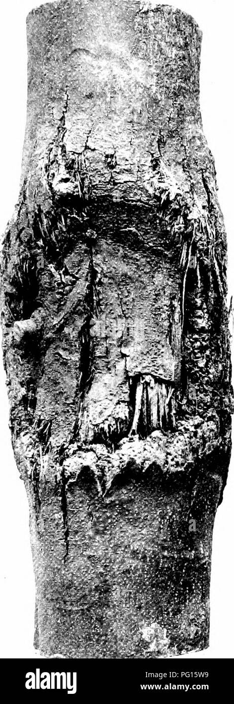 This text addresses the damage caused by *Endothia parasitica* to ...