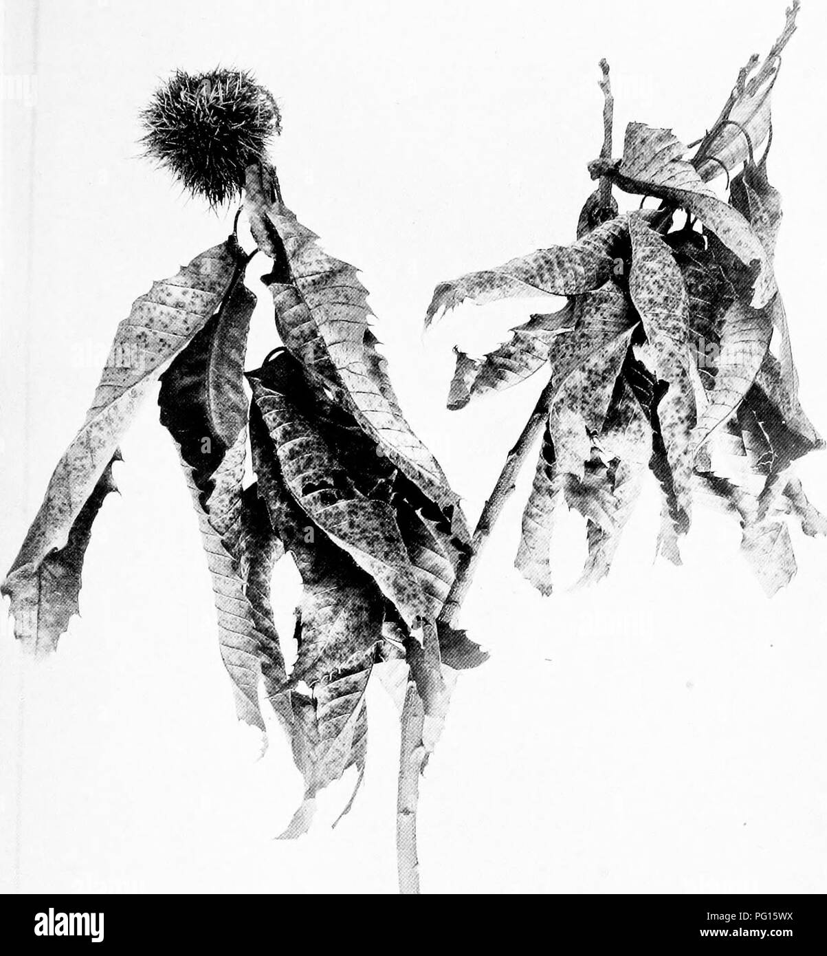 This image documents the symptoms of chestnut blight, a fungal disease ...