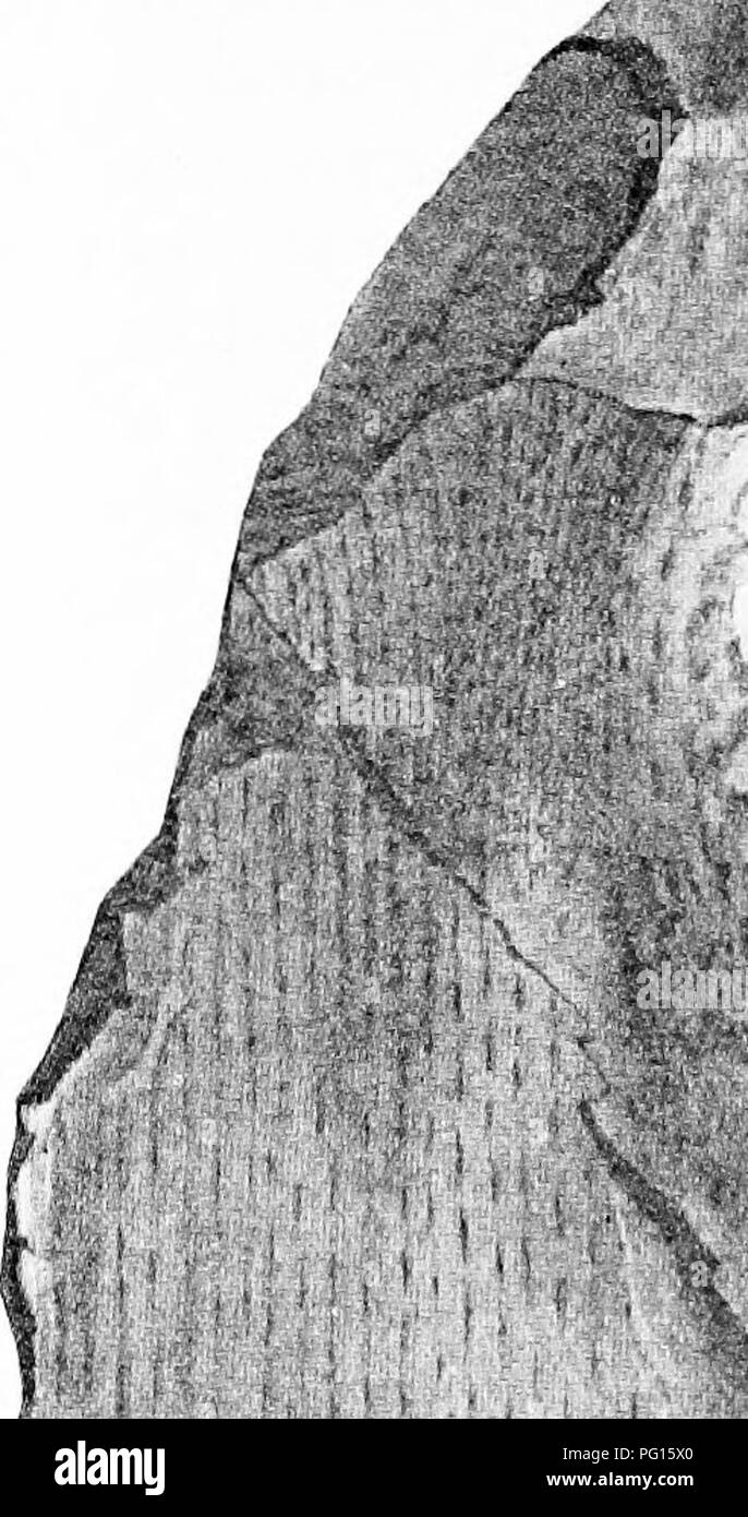 This image presents a detailed illustration from 'Fossil Plants', a ...