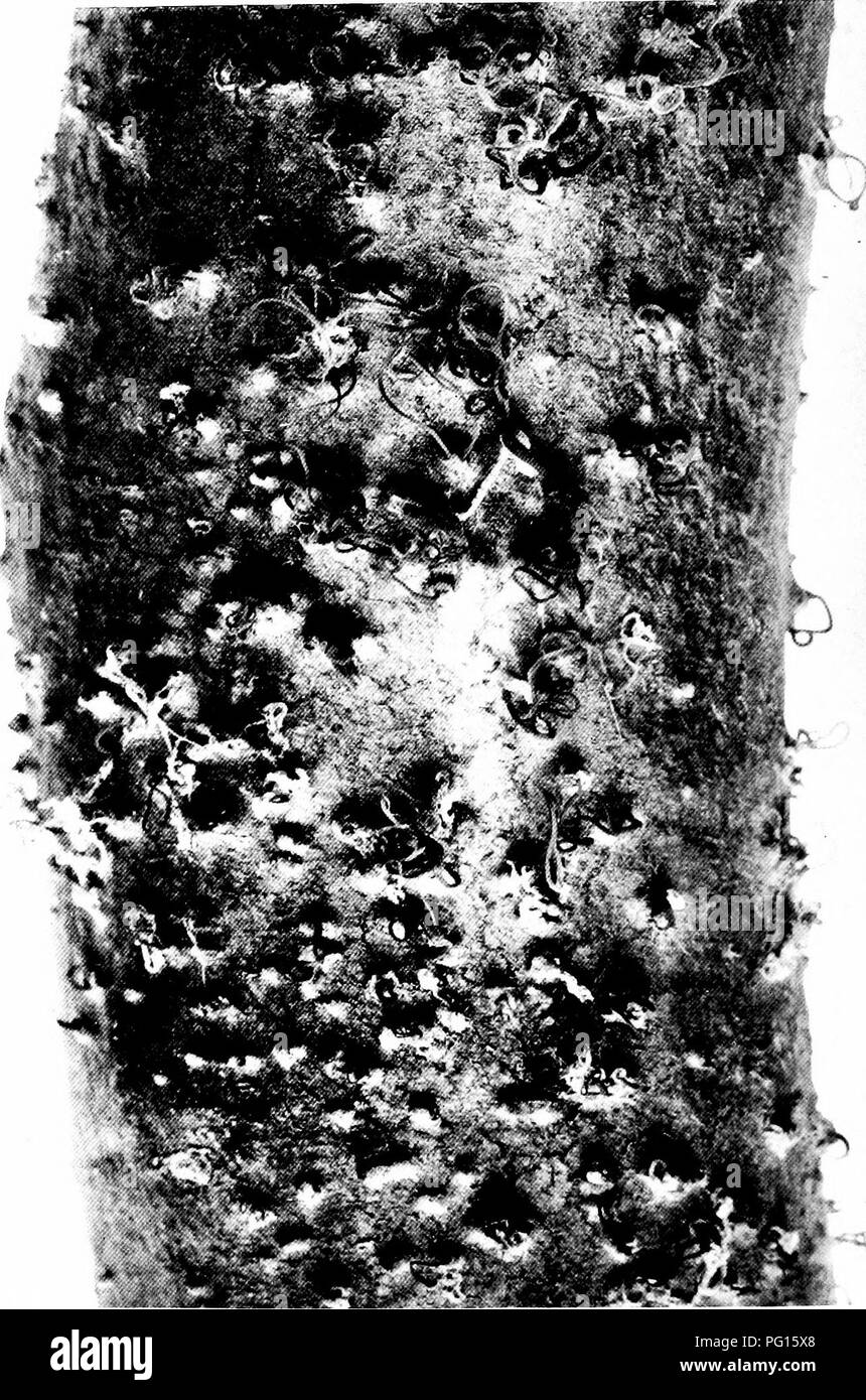 Fungus stock images Black and White Stock Photos & Images - Alamy