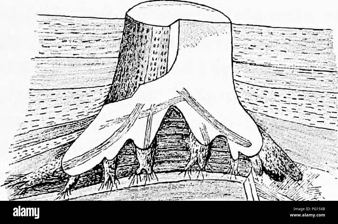 Sigillaria hi-res stock photography and images - Alamy