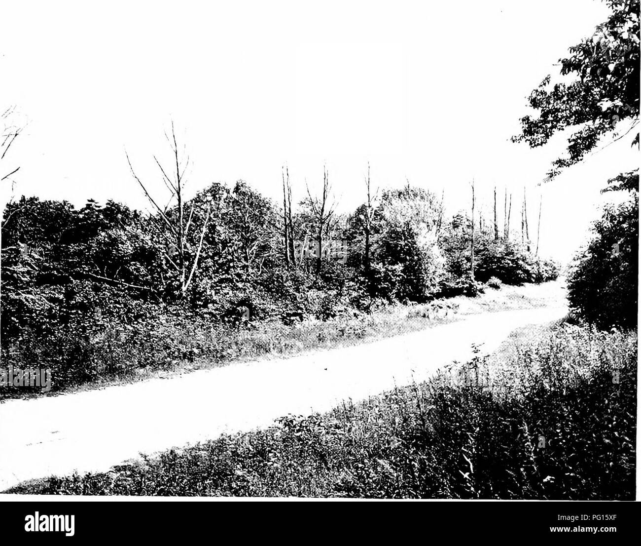 This image illustrates the progression of chestnut blight, a fungal ...