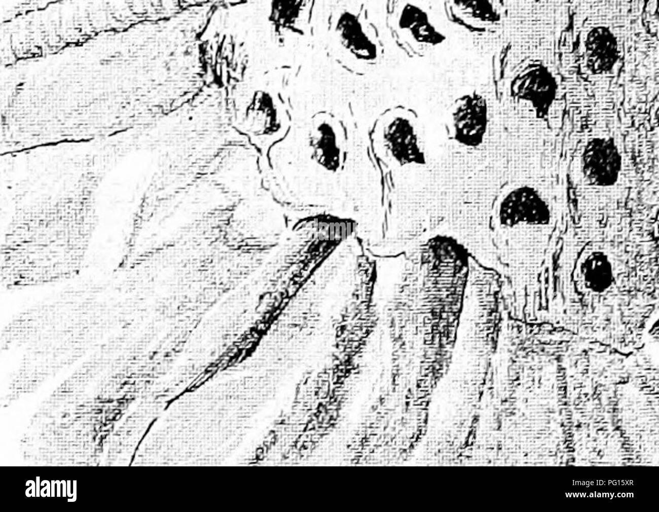 Stigmaria High Resolution Stock Photography and Images - Alamy