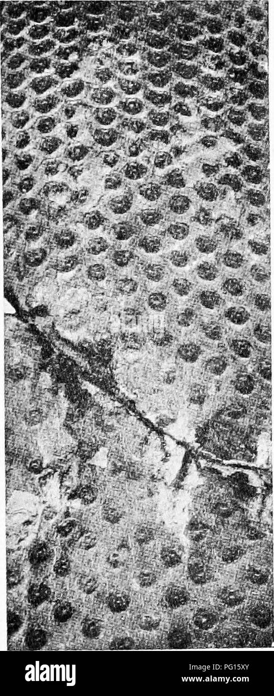 Sigillaria Stock Photos & Sigillaria Stock Images - Alamy